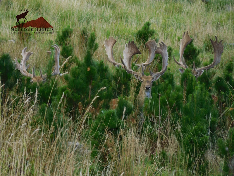 4 massive fallow bucks | Mountain Hunters