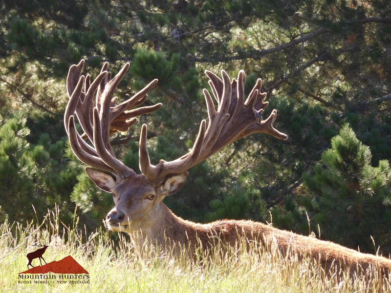 500 class Red Stag | Mountain Hunters